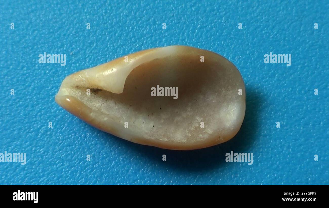 Cone Snails (Conidae Stock Photo - Alamy