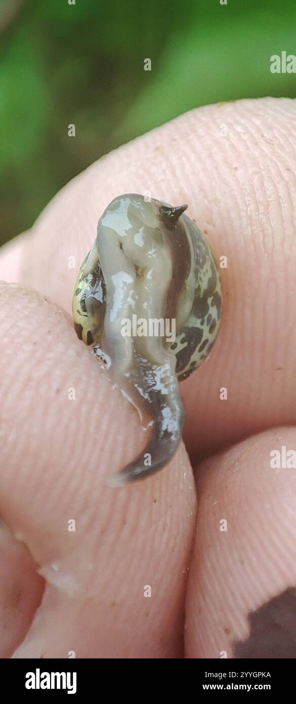 Helicinidae hi-res stock photography and images - Alamy