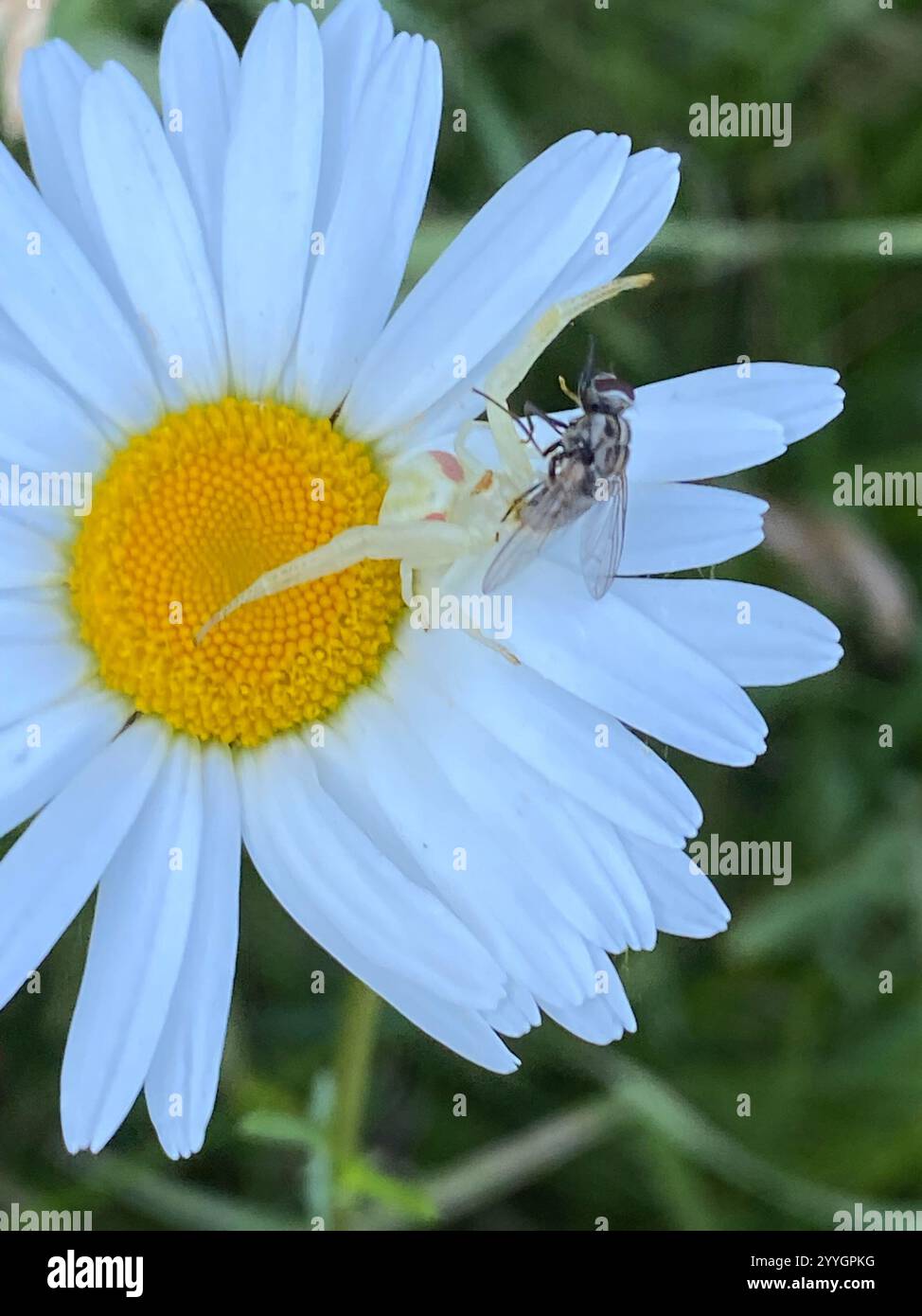 Stable Fly (Stomoxys calcitrans Stock Photo - Alamy
