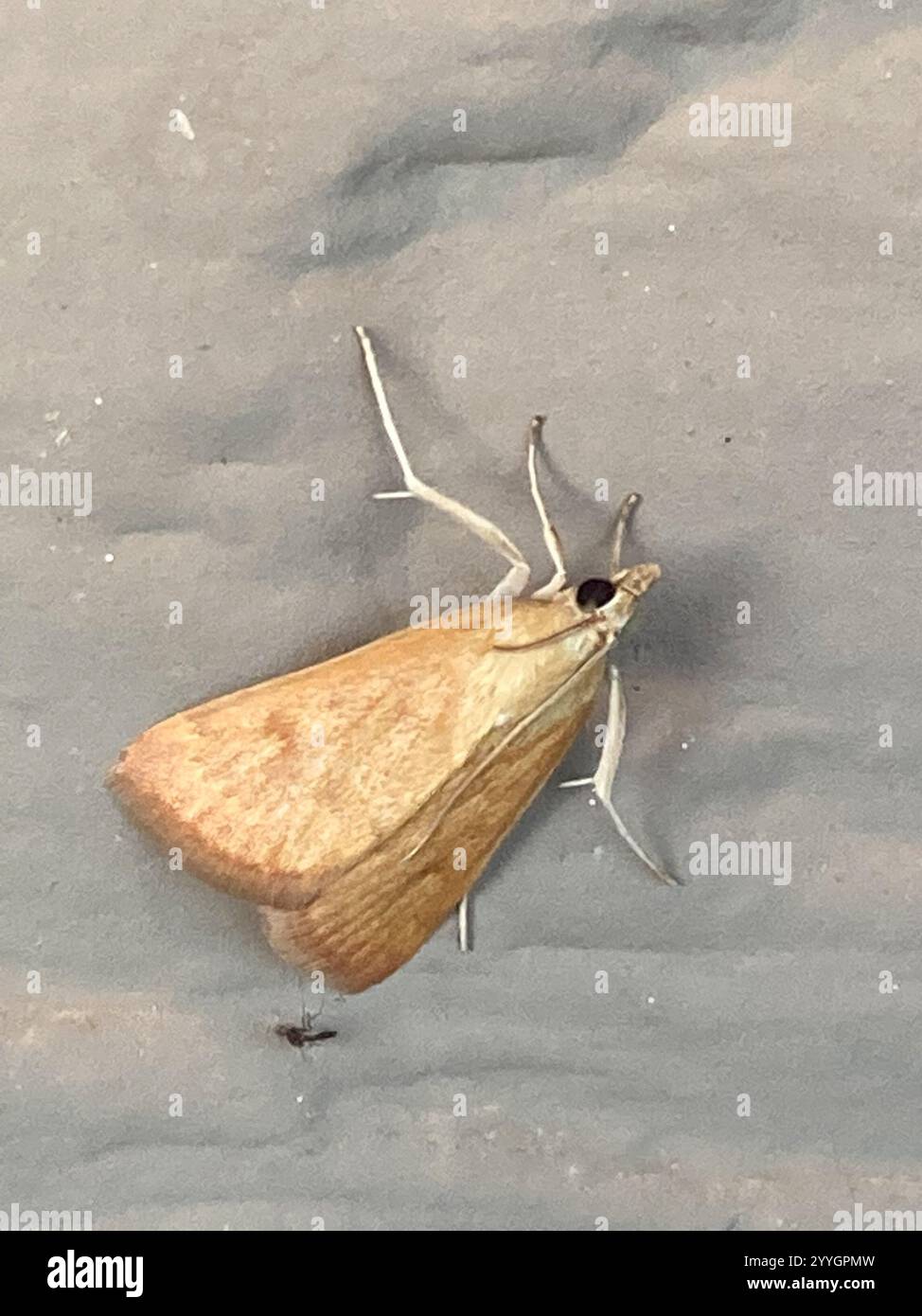 Garden Webworm Moth (Achyra rantalis Stock Photo - Alamy