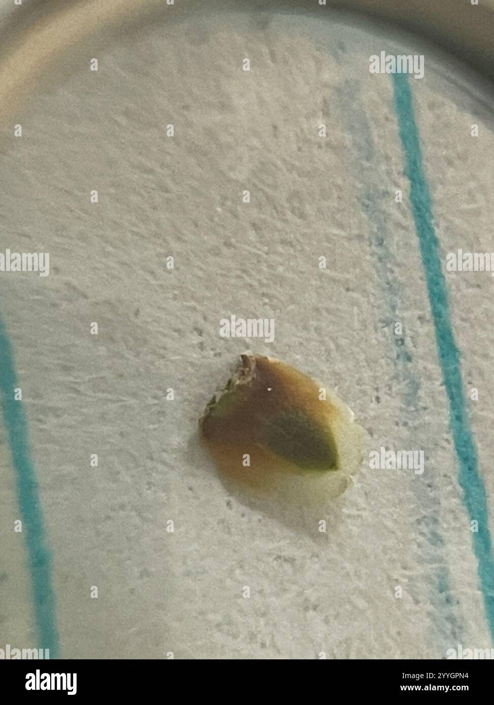 Bog Yellow-eyed Grass (Xyris difformis Stock Photo - Alamy