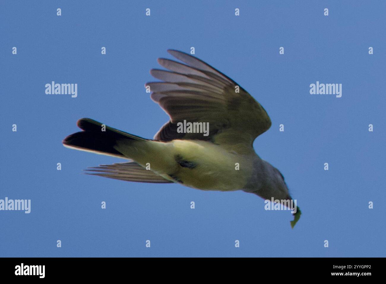 Western Kingbird (Tyrannus verticalis Stock Photo - Alamy