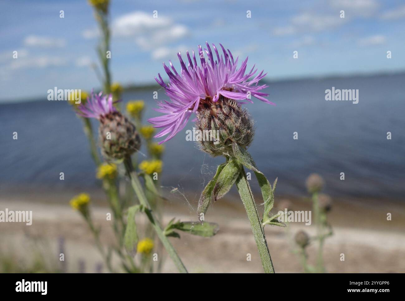 spotted knapweed (Centaurea stoebe Stock Photo - Alamy
