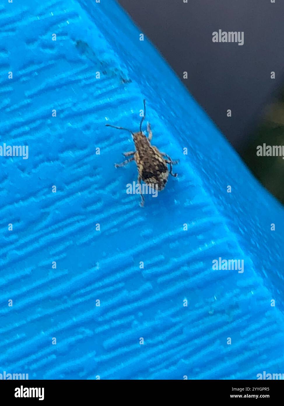 Peach Root Weevil (Pseudoedophrys hilleri Stock Photo - Alamy