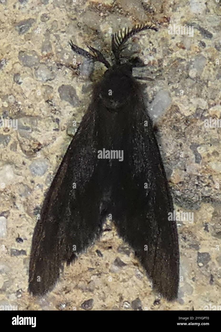Glover's Bagworm Moth (Cryptothelea gloverii Stock Photo - Alamy