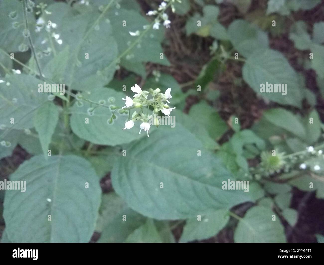 enchanter's-nightshade (Circaea lutetiana Stock Photo - Alamy