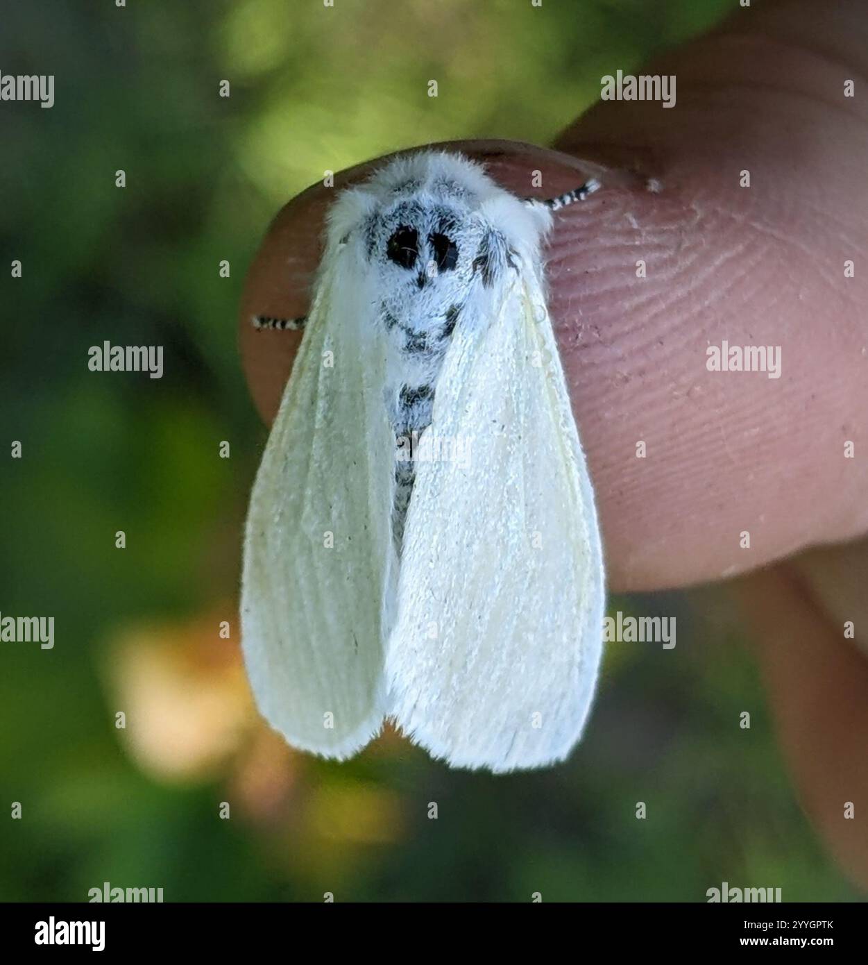 White Satin Moth (Leucoma salicis Stock Photo - Alamy