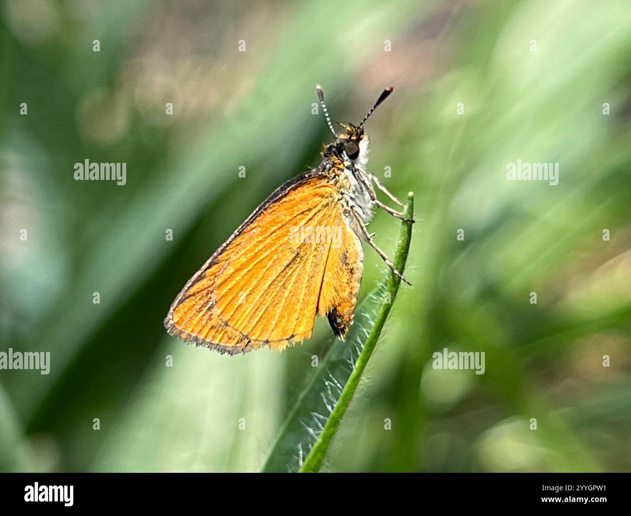 Least skipper hi-res stock photography and images - Alamy