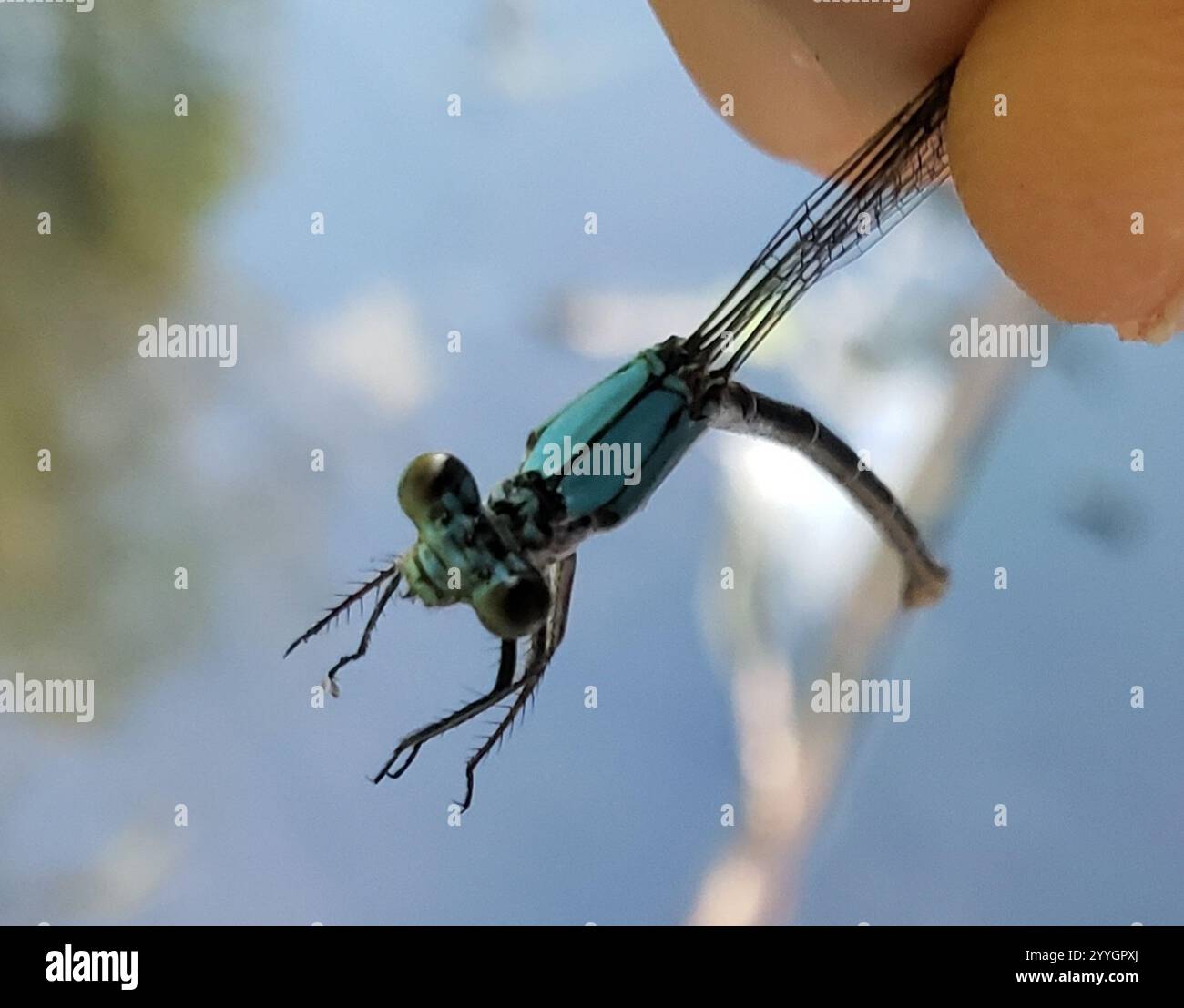 Powdered Dancer (Argia moesta Stock Photo - Alamy