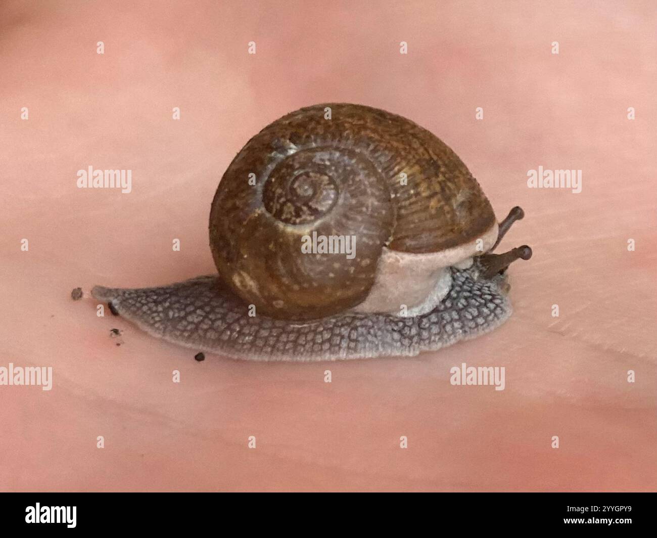 Cuban Brown Snail (Zachrysia provisoria Stock Photo - Alamy