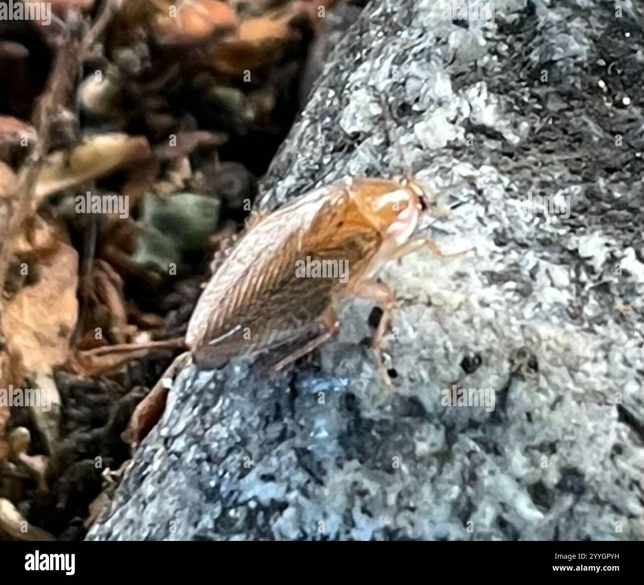 Tawny Cockroach (Ectobius pallidus Stock Photo - Alamy