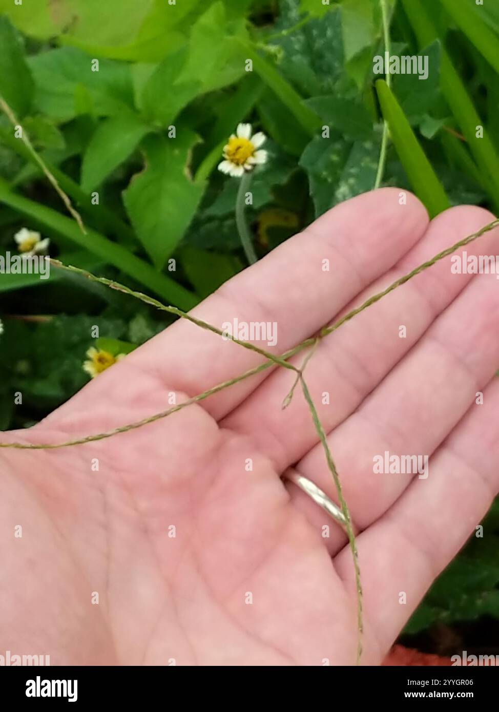 bristlegrasses, bluestems, paspalums, and allies (Panicoideae Stock ...