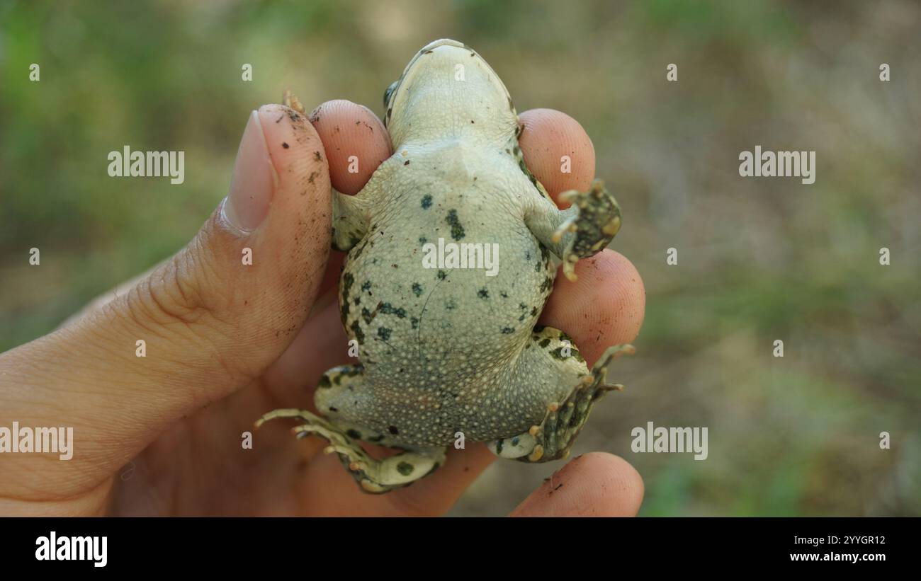 European Green Toad (Bufotes viridis viridis Stock Photo - Alamy