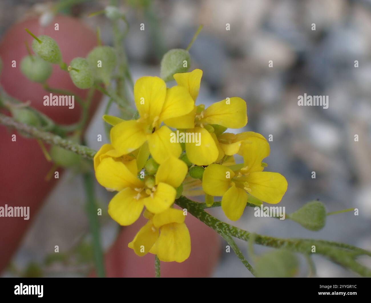 Gordons bladderpod hi-res stock photography and images - Alamy