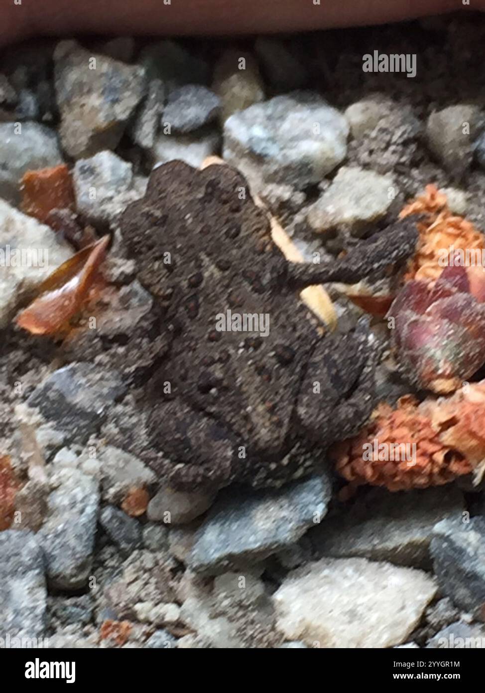 Western Toad (Anaxyrus boreas Stock Photo - Alamy