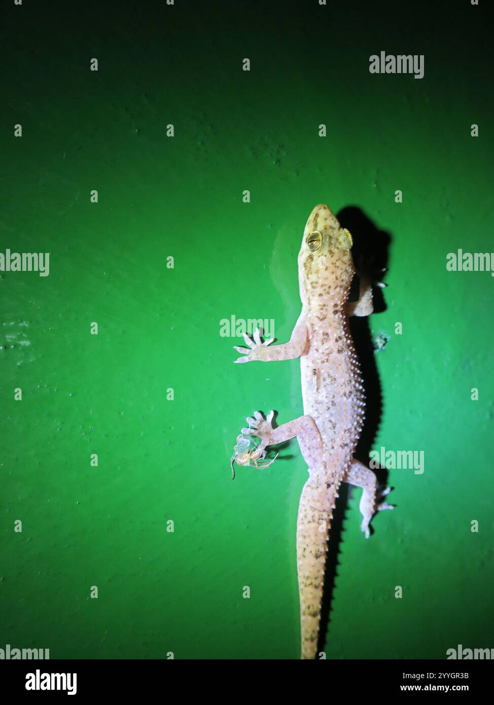 House Geckos (Hemidactylus Stock Photo - Alamy