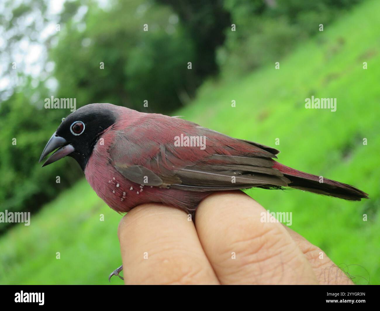 Black-faced Firefinch (Vinaceous) (Lagonosticta larvata vinacea Stock ...