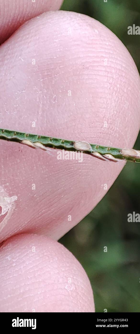 Hilograss (Paspalum conjugatum Stock Photo - Alamy