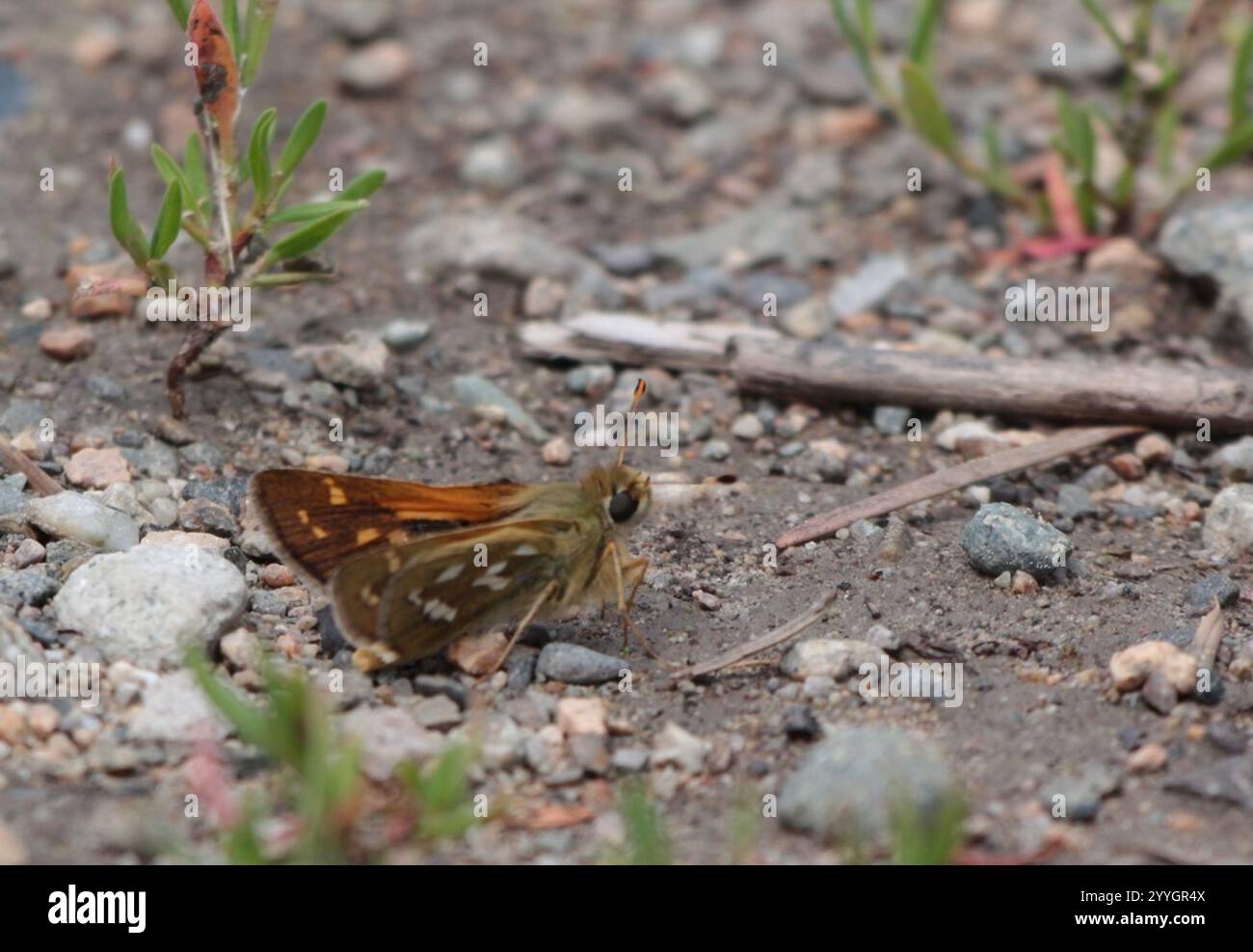 Common Branded Skipper (Hesperia comma Stock Photo - Alamy