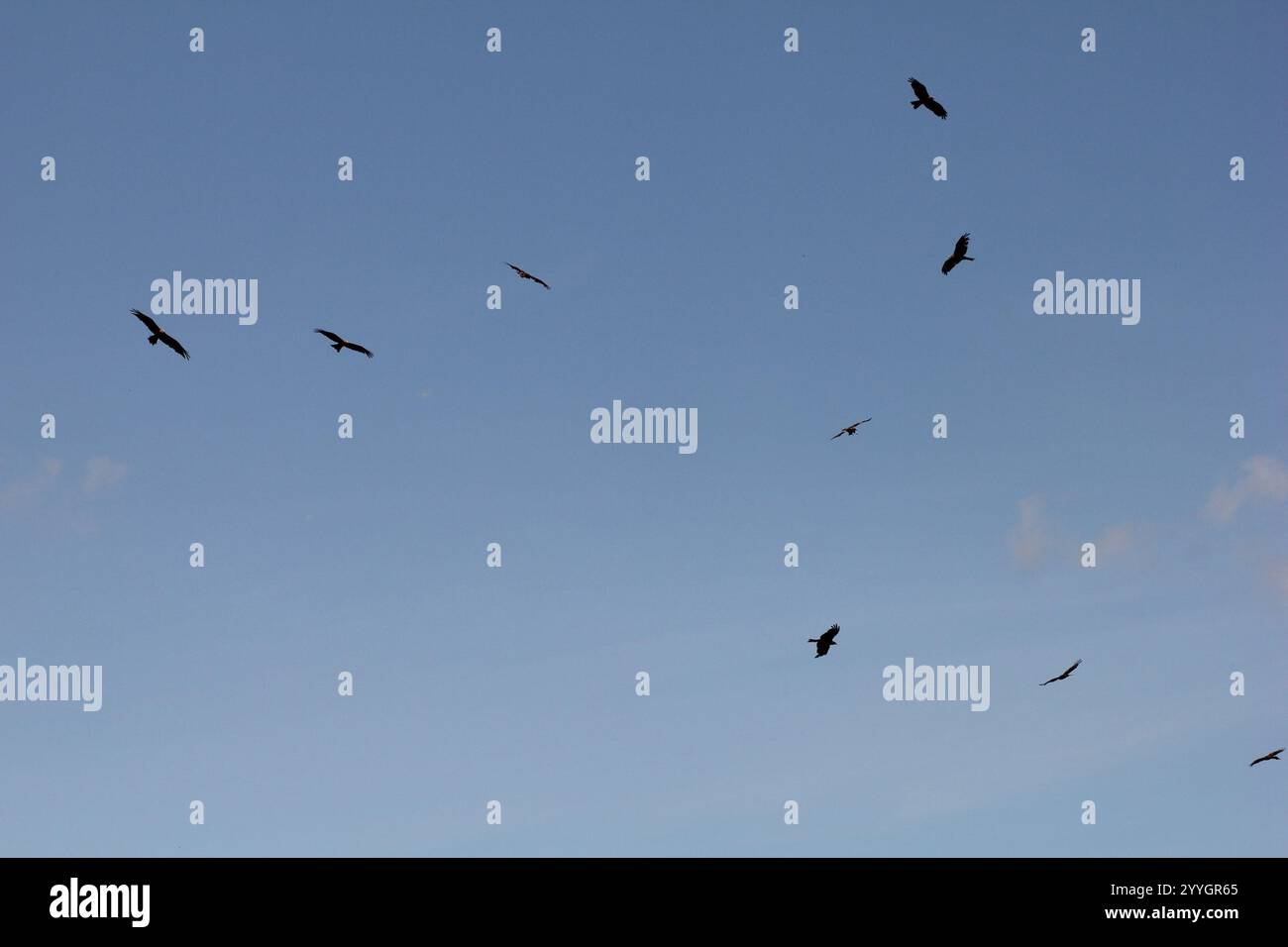 Hawks, Eagles, and Kites (Accipitridae Stock Photo - Alamy