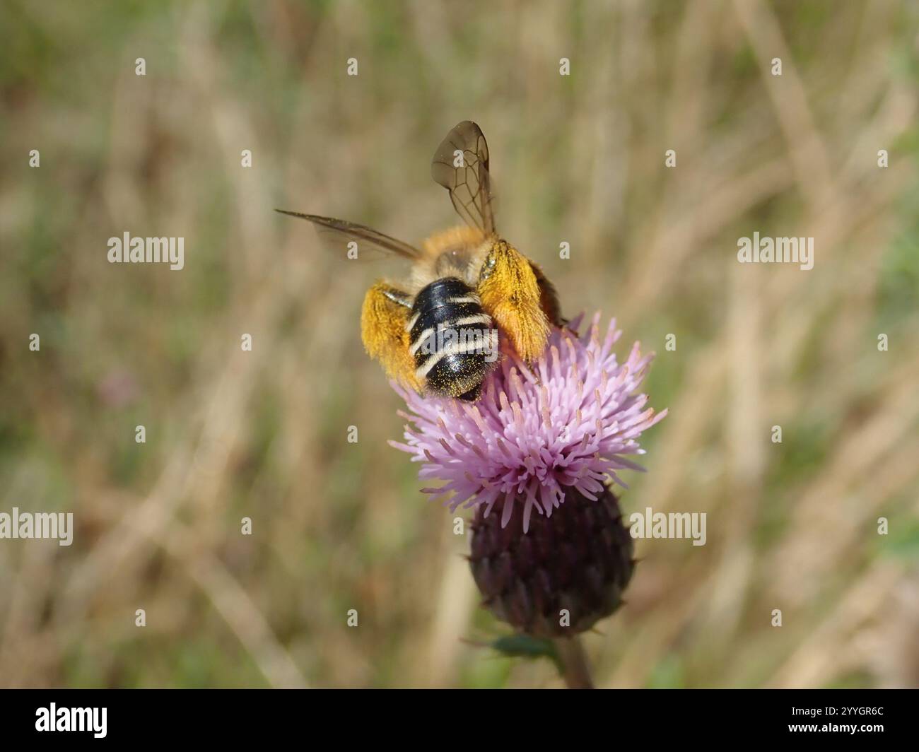 Common Pantaloon Bee (Dasypoda hirtipes Stock Photo - Alamy