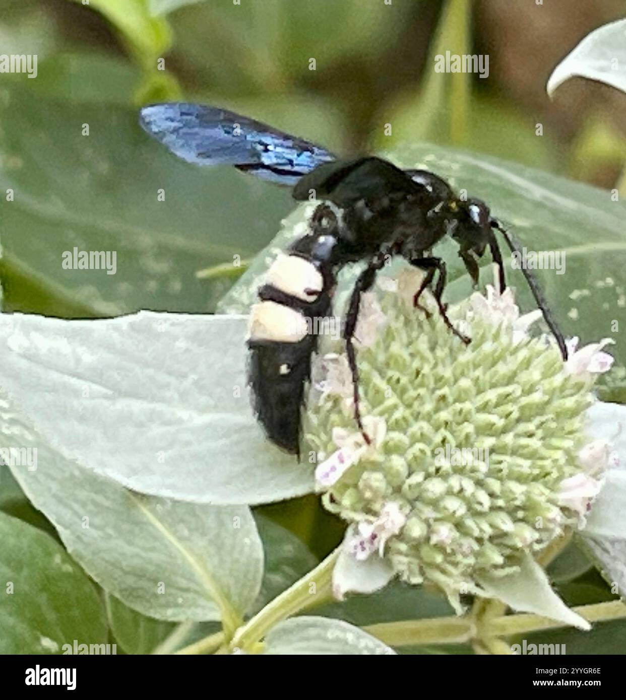 Double-banded Scoliid Wasp (Scolia bicincta Stock Photo - Alamy