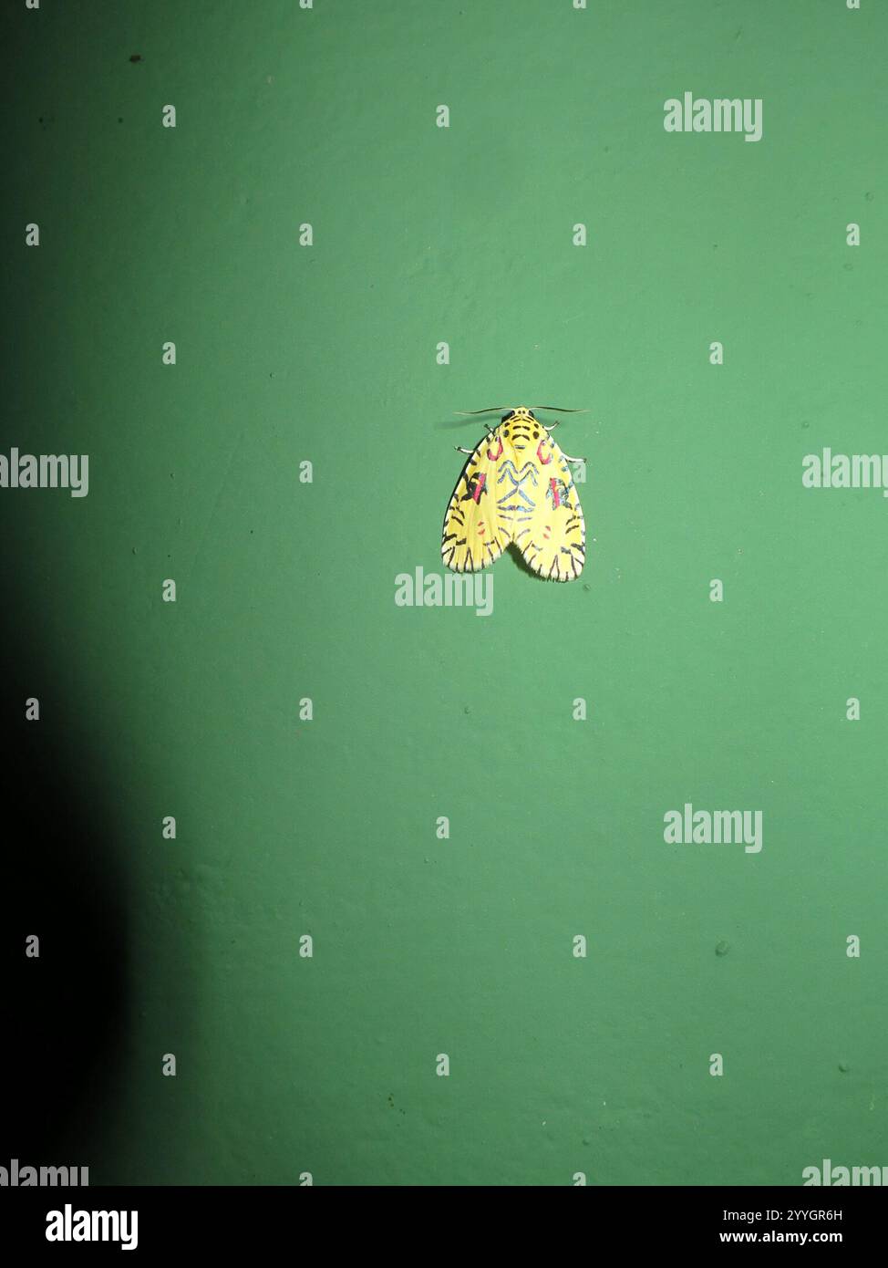 Pikachu Moth (Mazuca strigicincta Stock Photo - Alamy