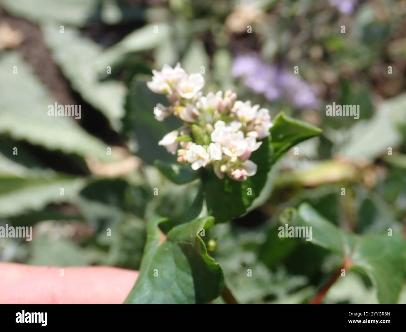 Common Buckwheat (Fagopyrum esculentum Stock Photo - Alamy