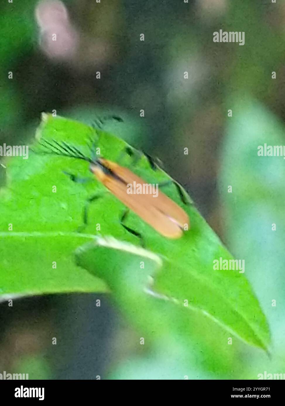 Net-winged Beetles (Lycidae Stock Photo - Alamy