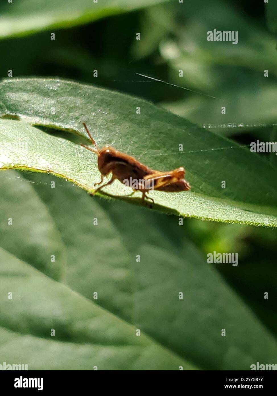Spur-throated Grasshoppers (Melanoplinae Stock Photo - Alamy