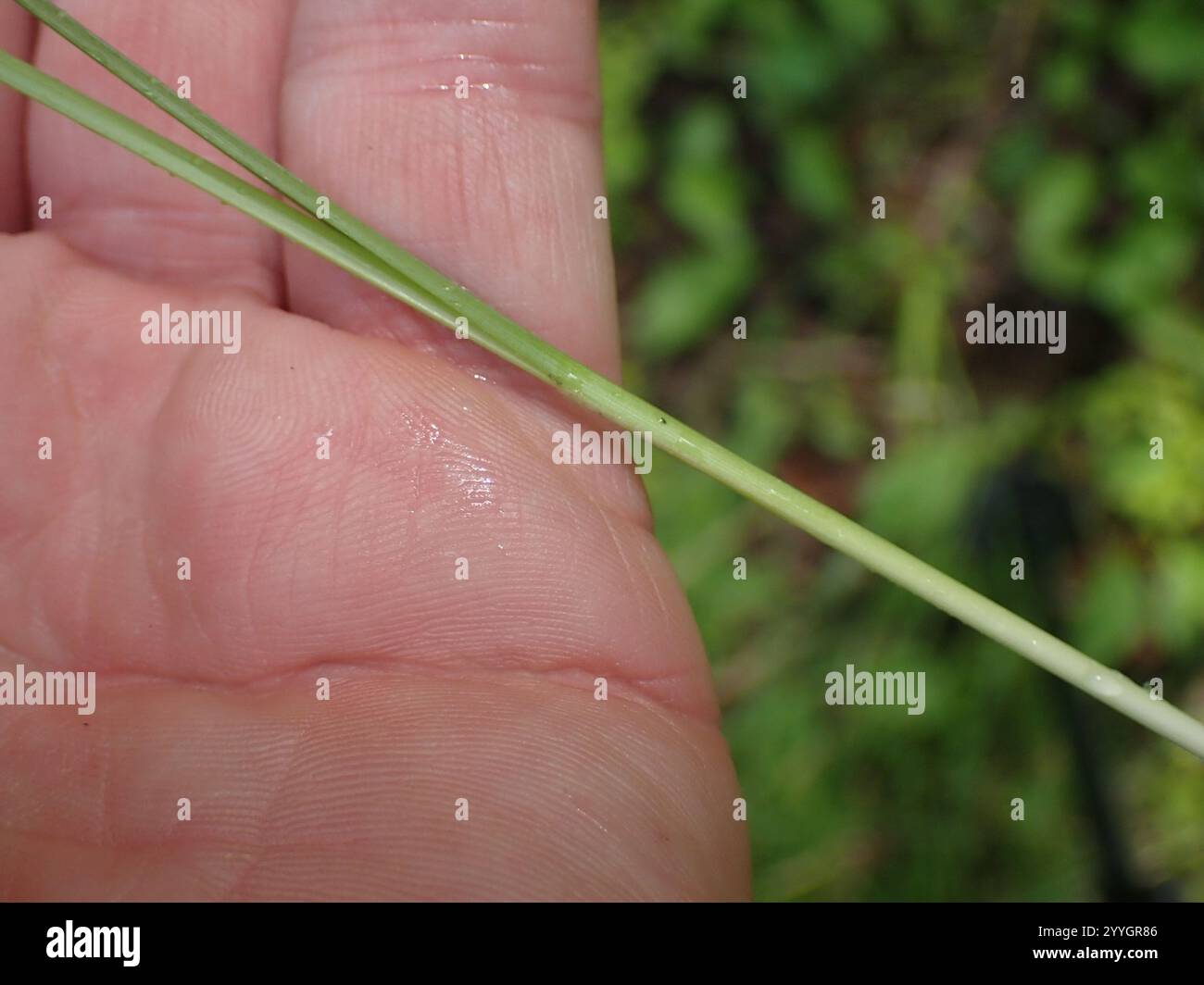 Bulrush Sedge (Carex scirpoidea Stock Photo - Alamy