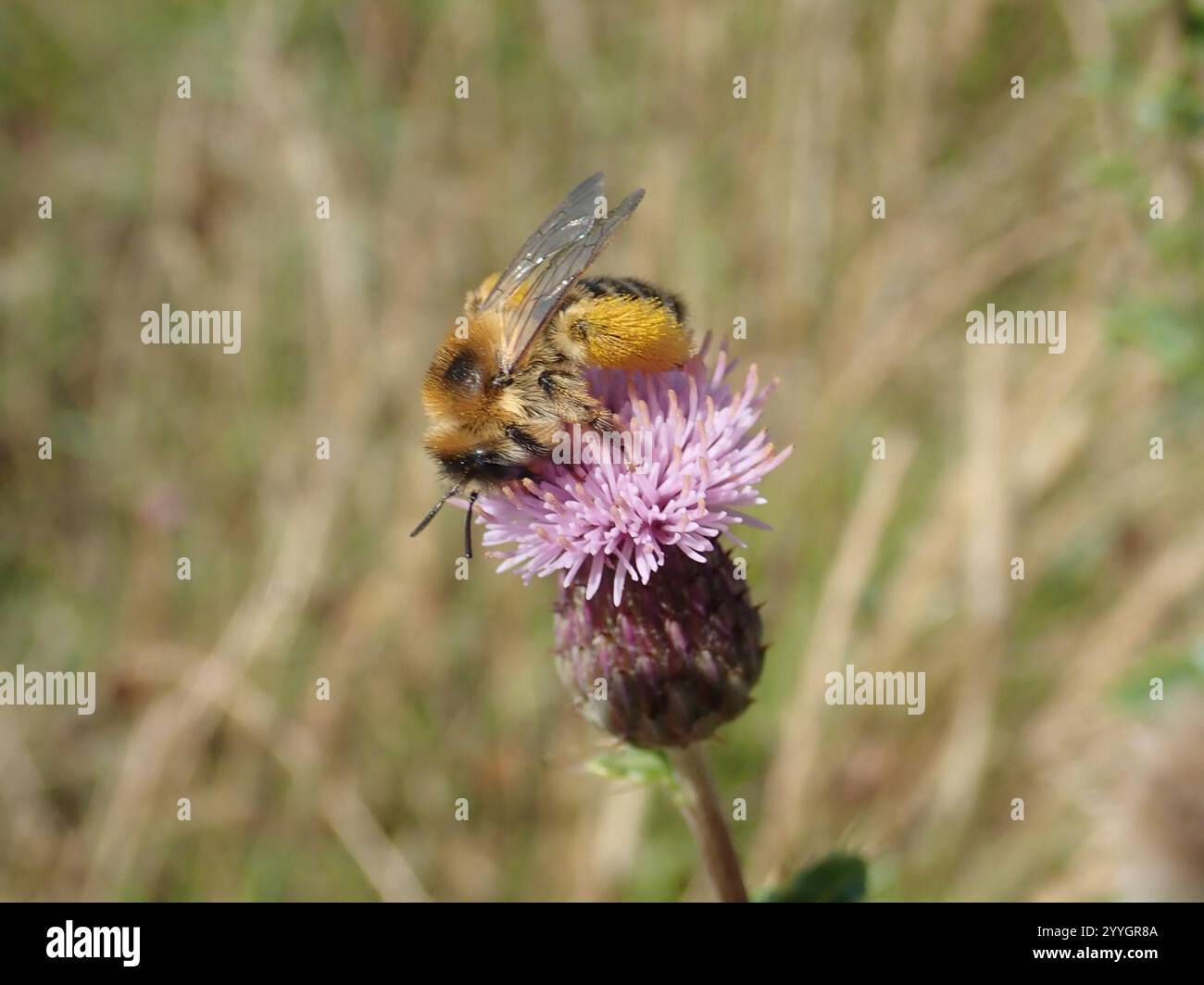 Common Pantaloon Bee (Dasypoda hirtipes Stock Photo - Alamy
