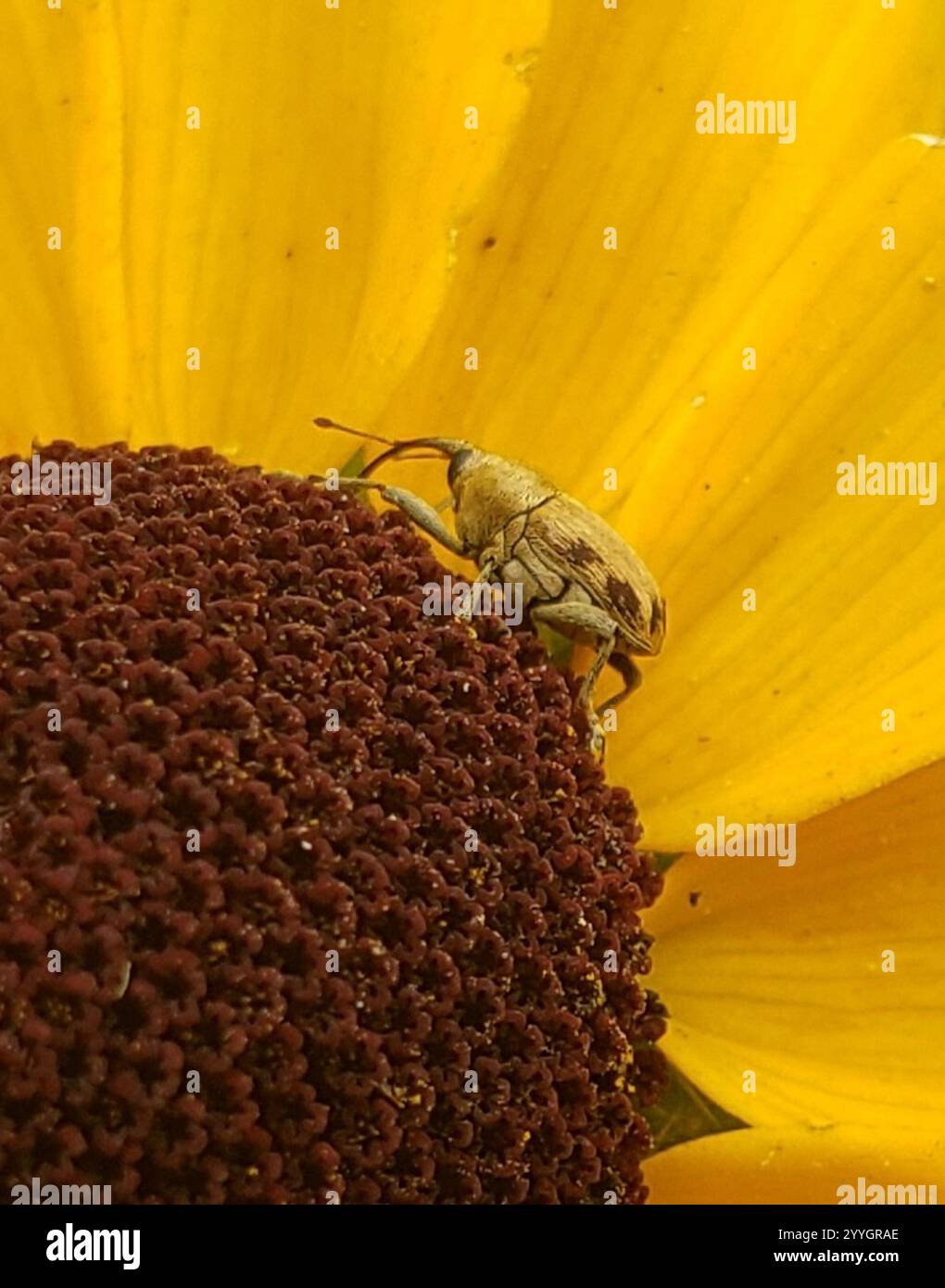 Penicillus hi-res stock photography and images - Alamy