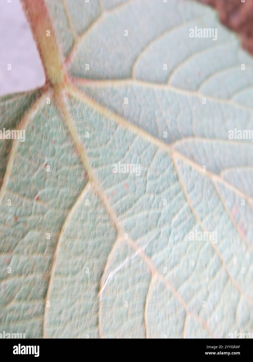 graybark grape (Vitis cinerea Stock Photo - Alamy