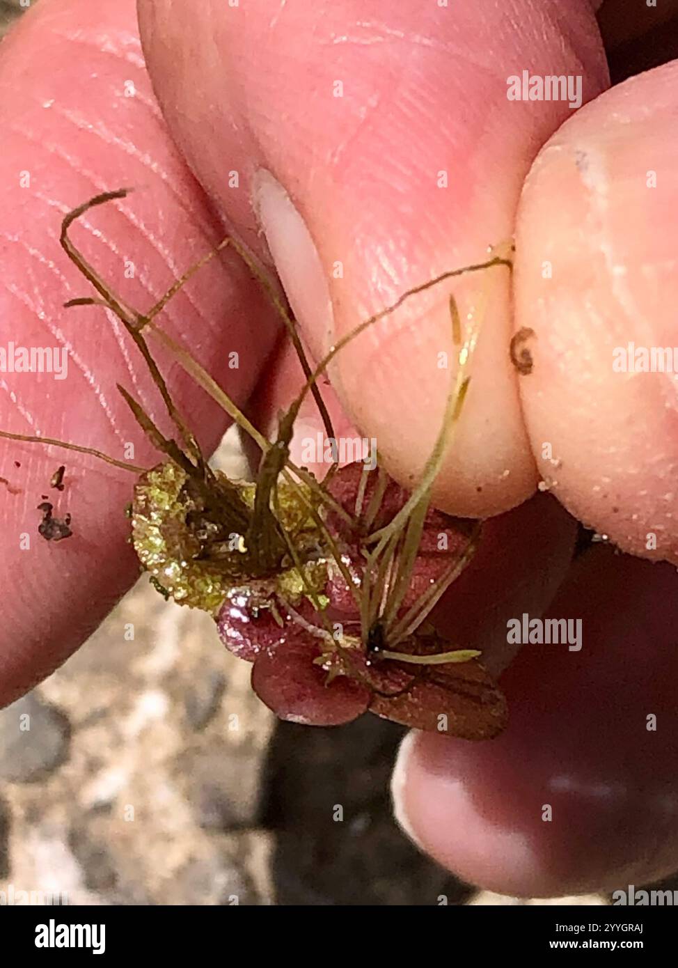 greater duckweed (Spirodela polyrhiza Stock Photo - Alamy