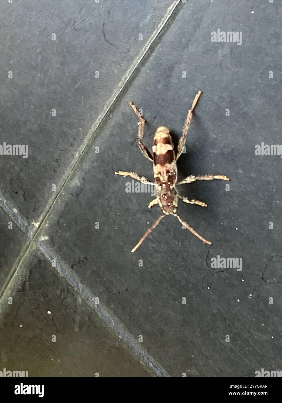 Rustic Borer (Xylotrechus colonus Stock Photo - Alamy
