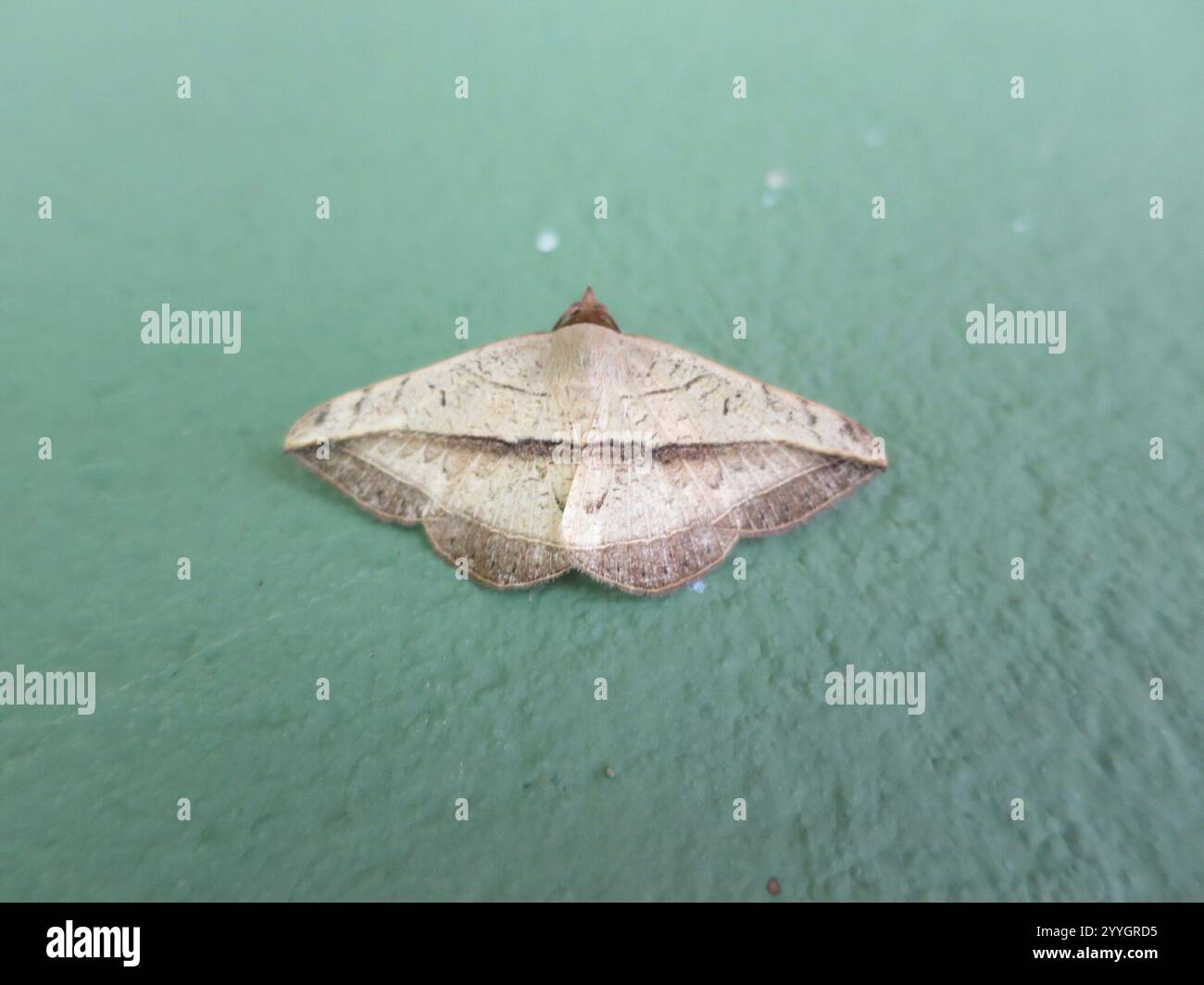Underwing, Tiger, Tussock, and Allied Moths (Erebidae Stock Photo - Alamy