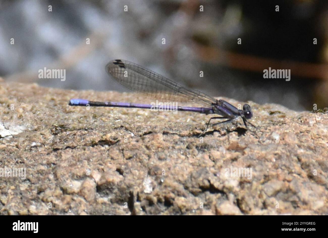Variable Dancer (Argia fumipennis Stock Photo - Alamy