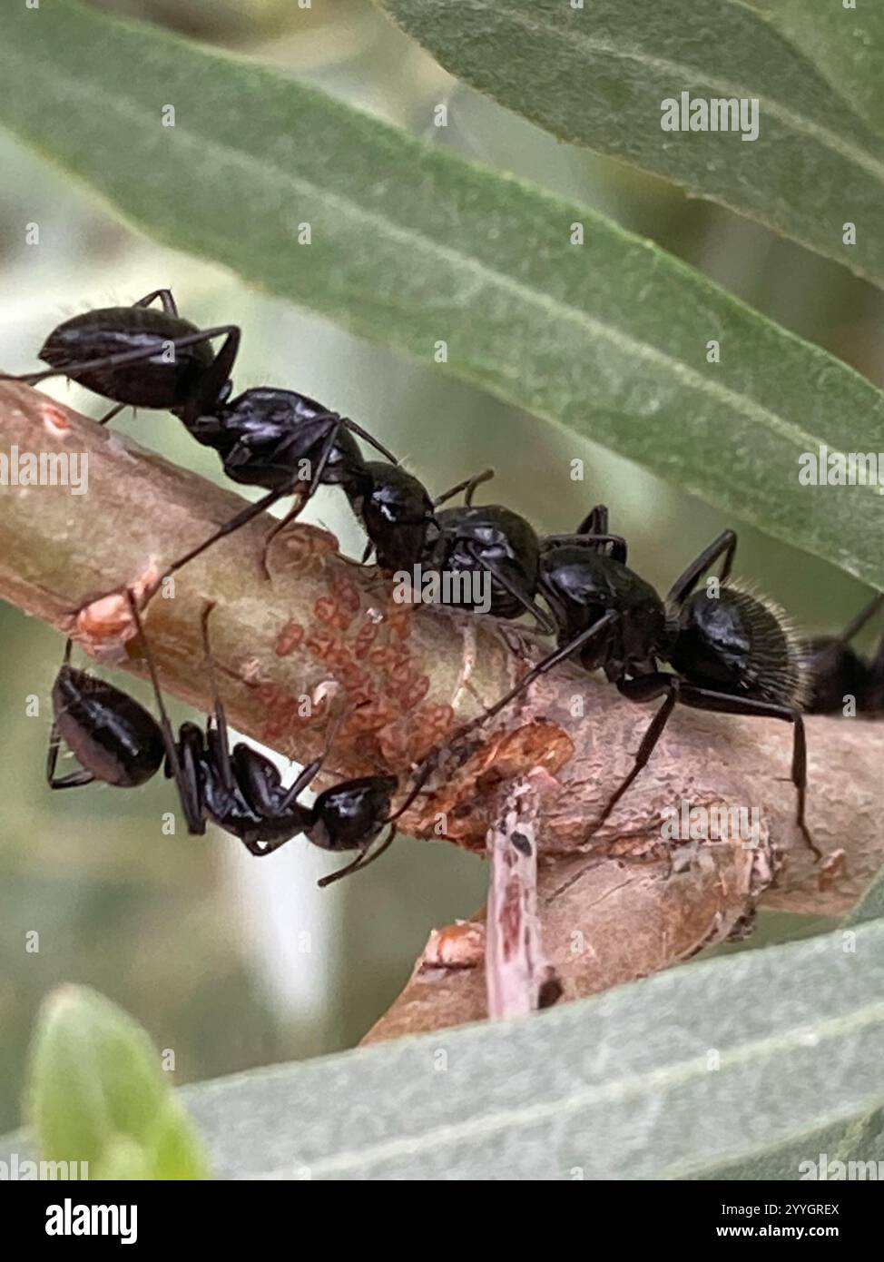 Hairy Smooth Carpenter Ant (Camponotus laevissimus Stock Photo - Alamy
