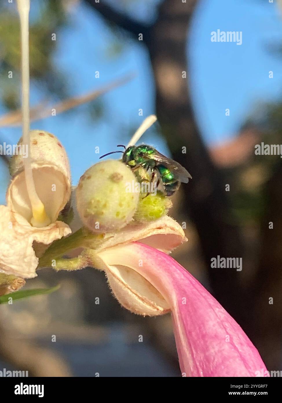 Augochlorine Sweat Bees (Augochlorini Stock Photo - Alamy