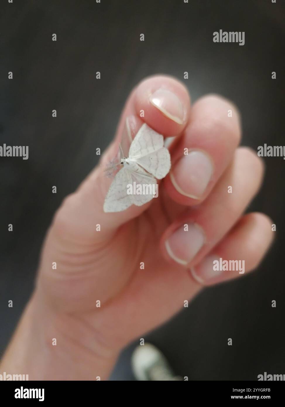 Common White Wave (Cabera pusaria Stock Photo - Alamy