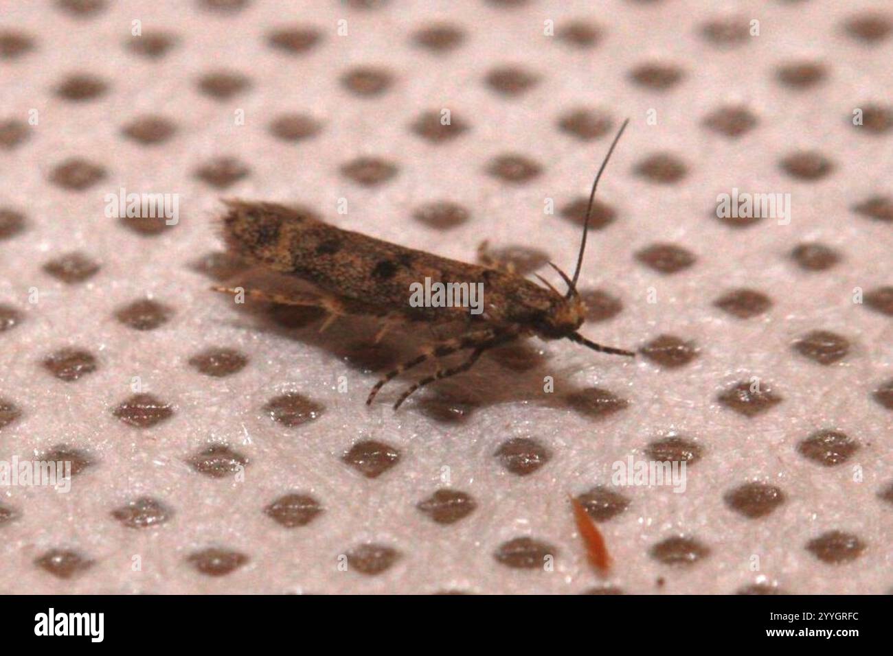 Bryotropha hi-res stock photography and images - Alamy