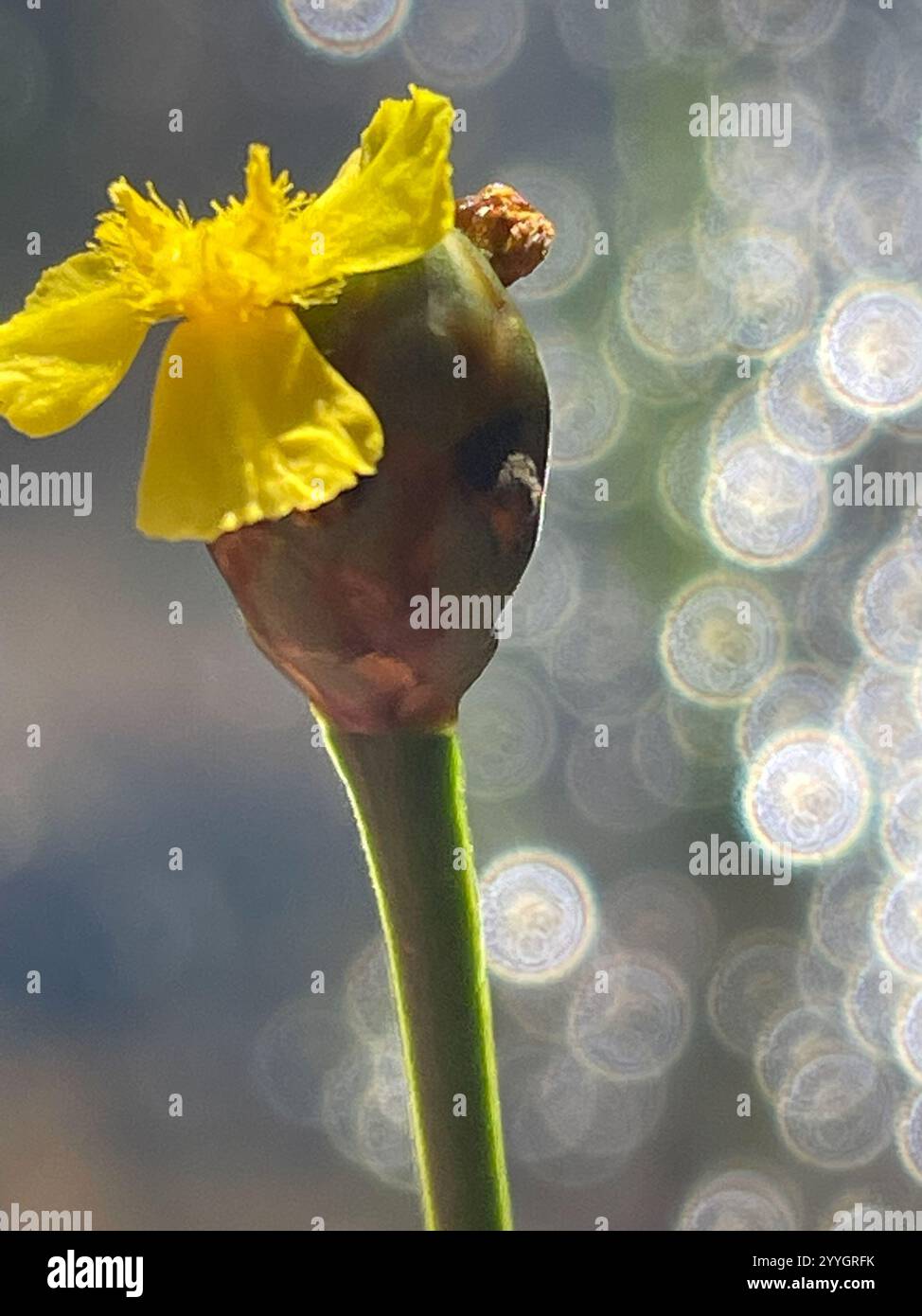 Bog Yellow-eyed Grass (Xyris difformis Stock Photo - Alamy