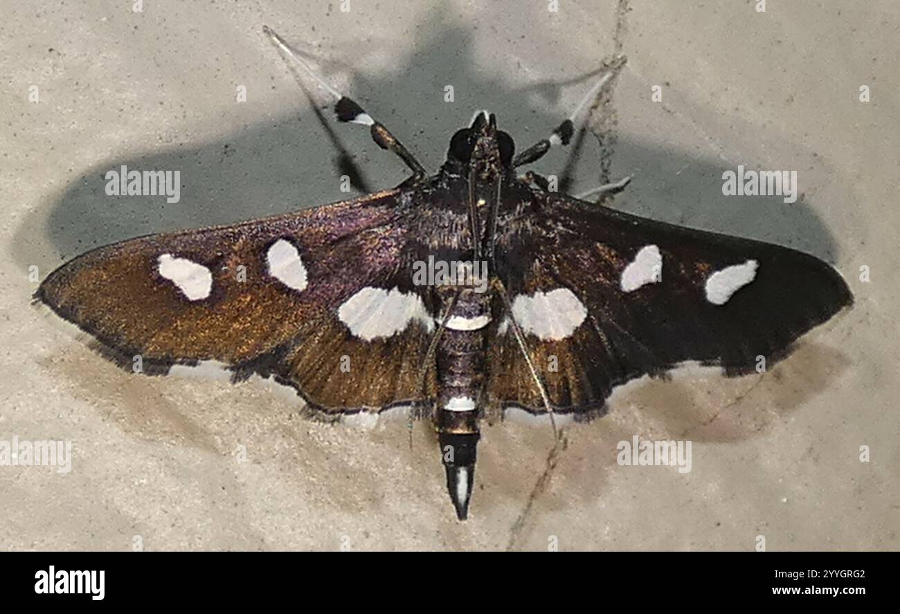 Grape Leaffolder Moth (Desmia funeralis Stock Photo - Alamy