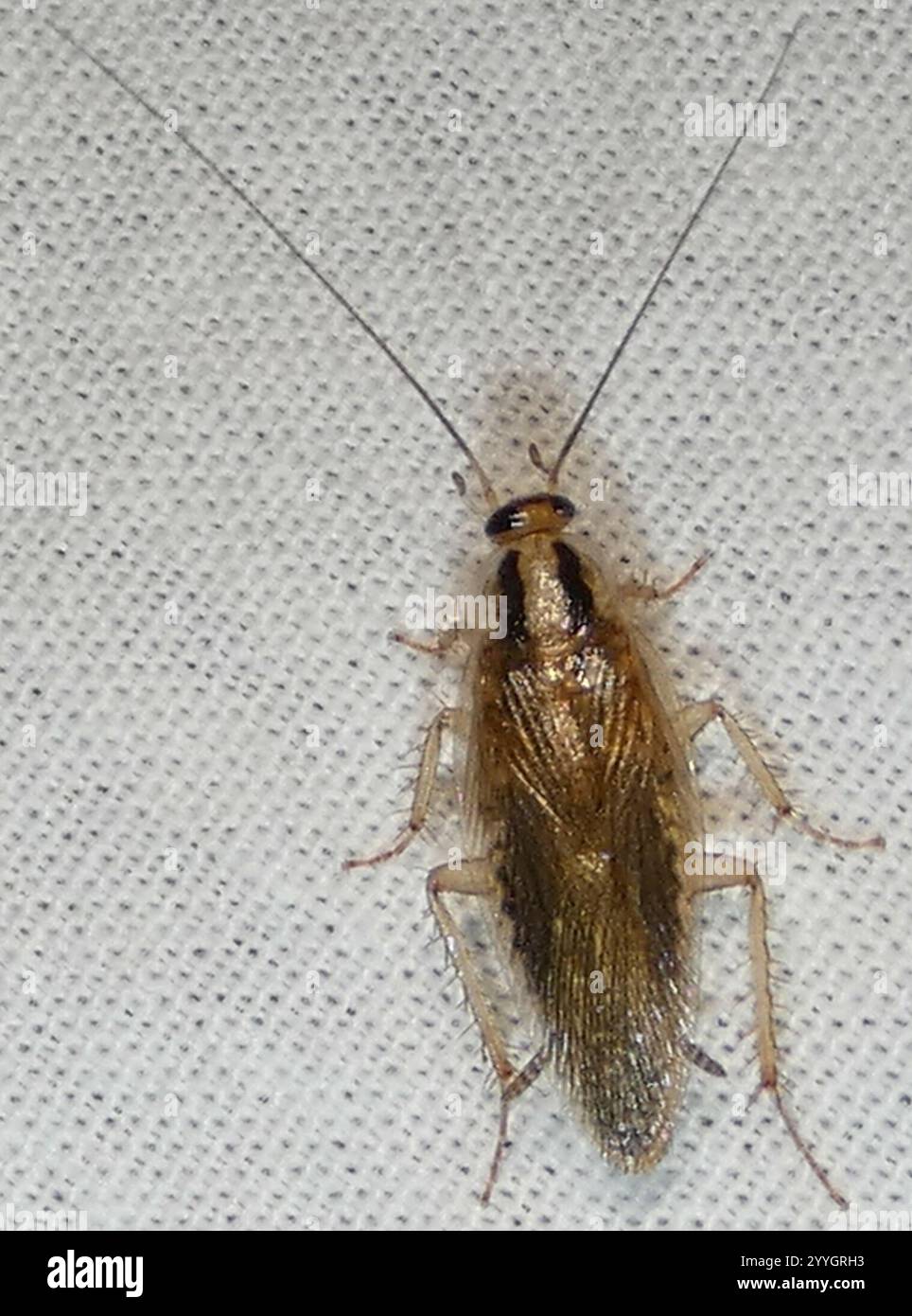 Asian Cockroach (Blattella asahinai Stock Photo - Alamy