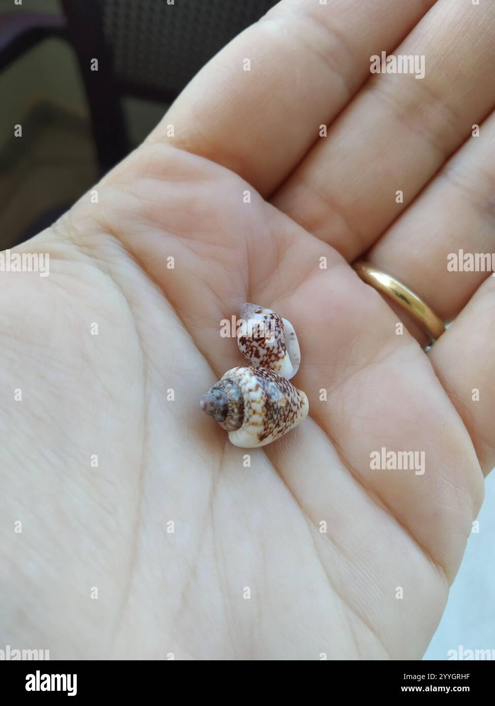 Rustic Dove-shell (Columbella rustica Stock Photo - Alamy