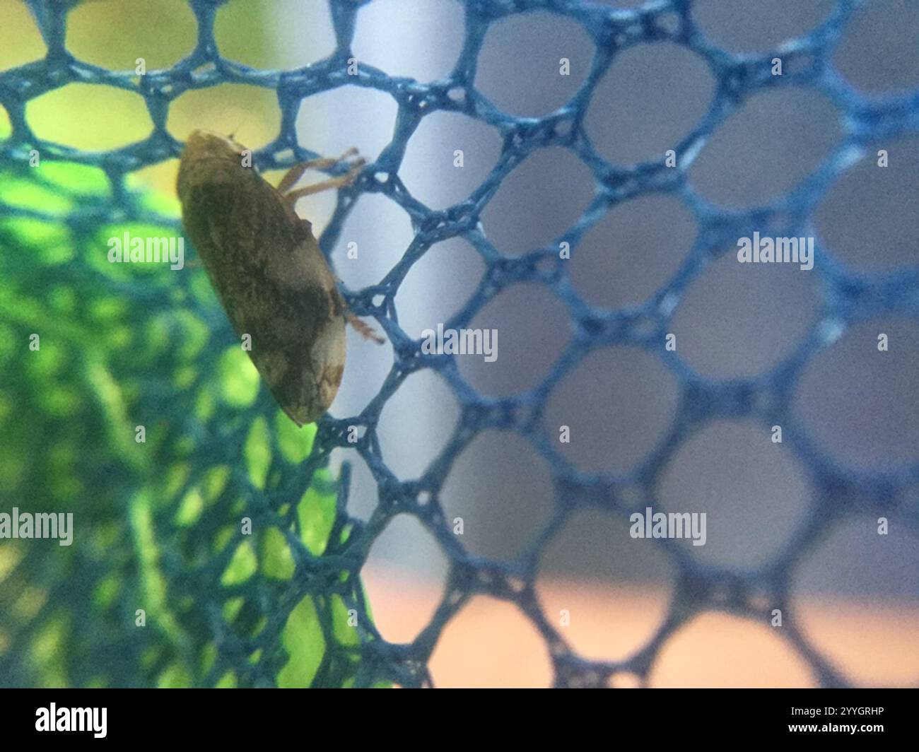 Meadow Spittlebug (Philaenus spumarius Stock Photo - Alamy