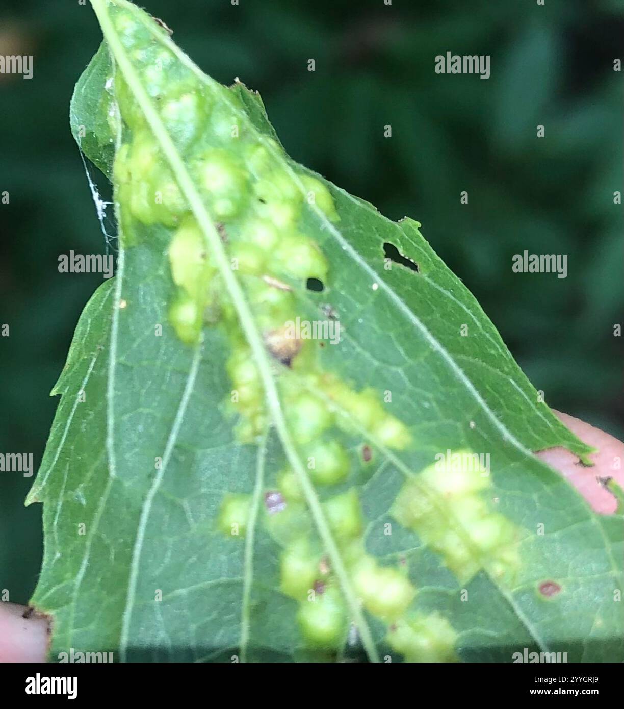 Hackberry Blister Gall Psyllid (Pachypsylla celtidisvesicula Stock ...