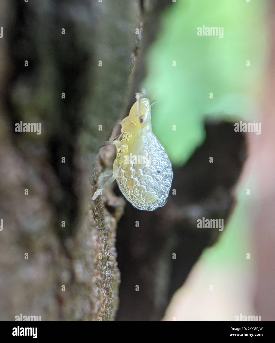 Spittlebugs and Froghoppers (Cercopoidea Stock Photo - Alamy