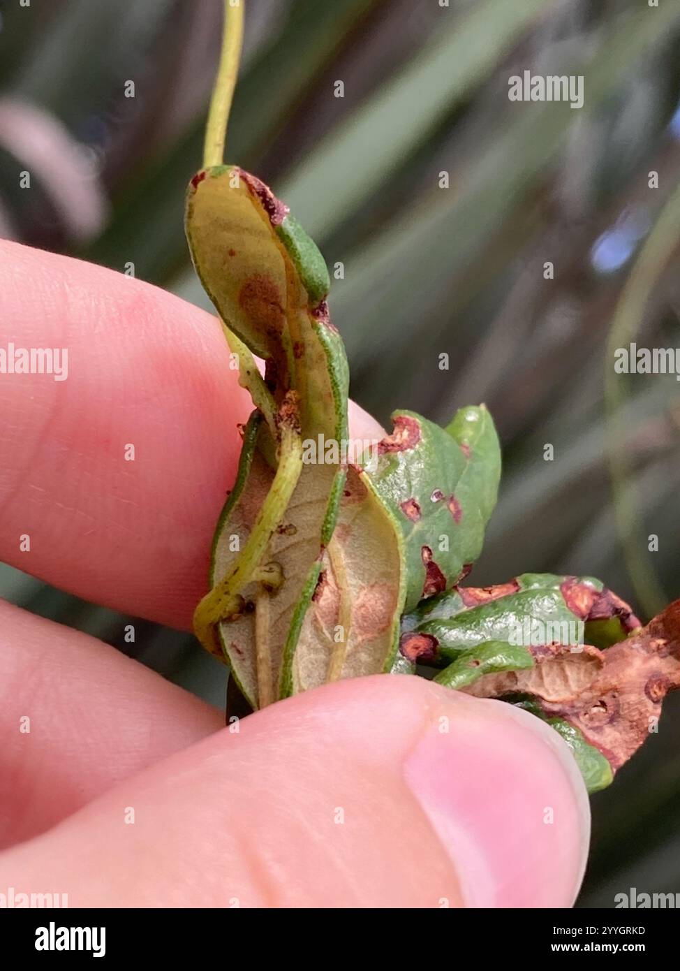 laurel dodder (Cassytha filiformis Stock Photo - Alamy
